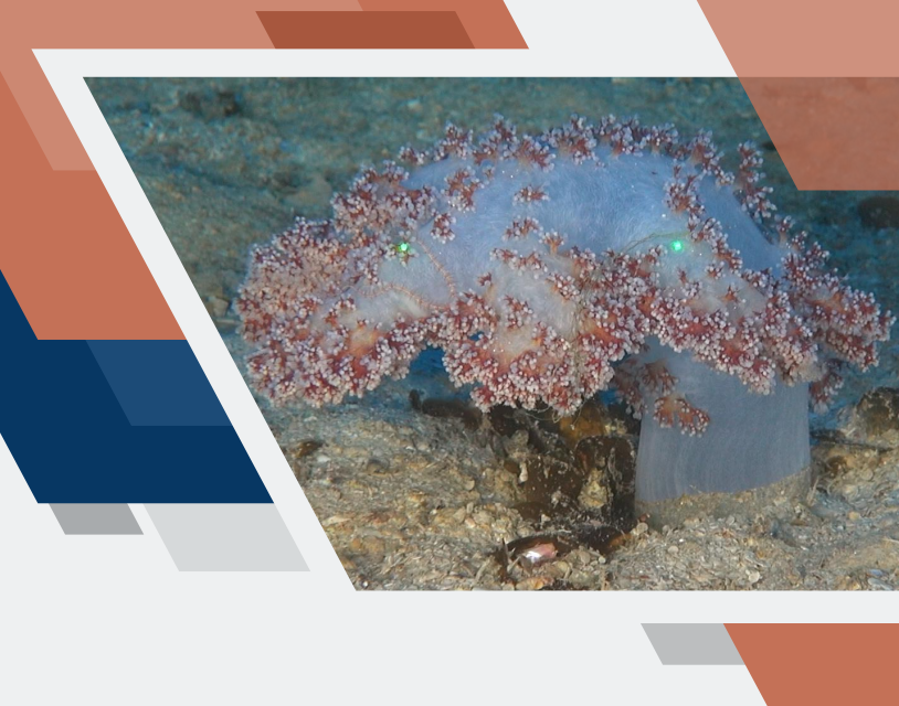 Guide to Subsea Photography